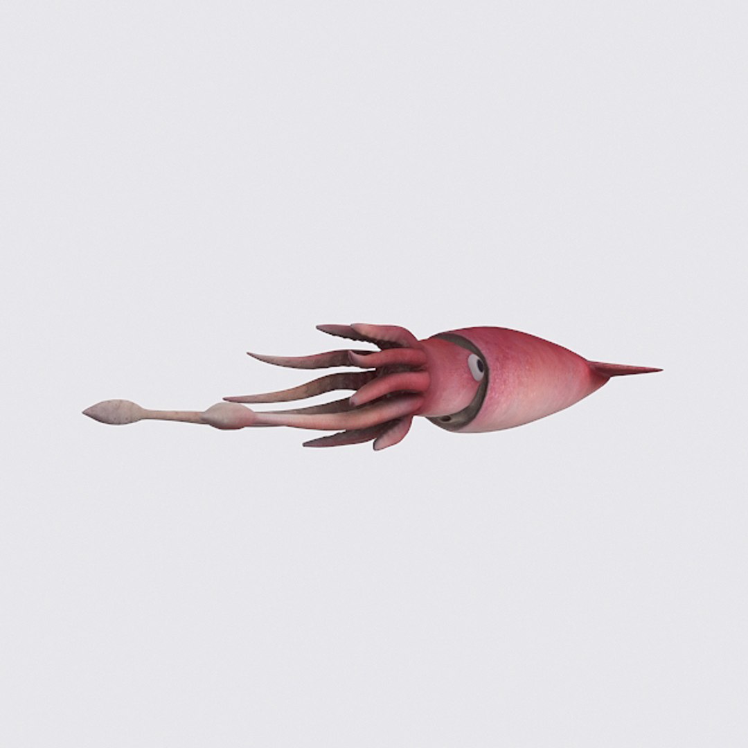 Squid 3d Model