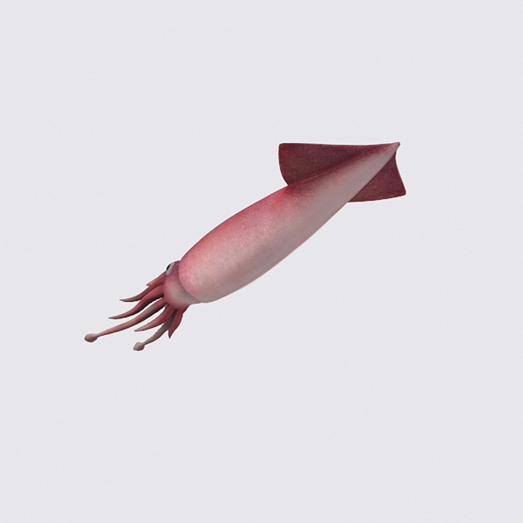 Squid 3d Model