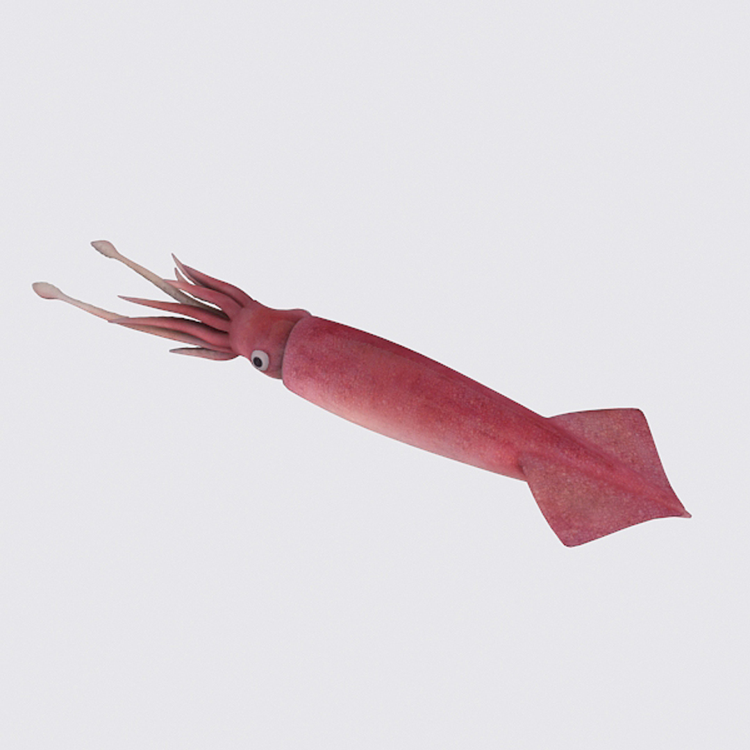 squid 3d model