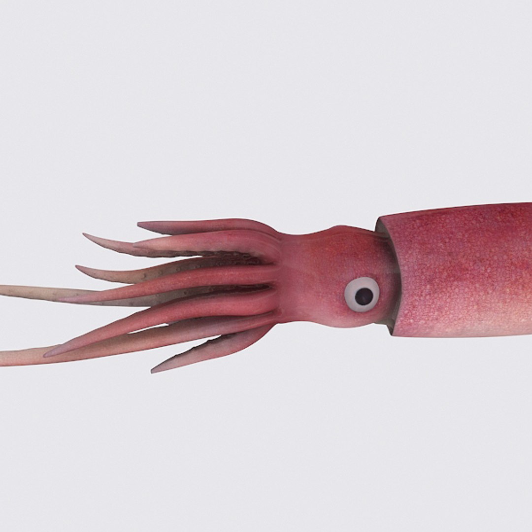 Squid 3d Model