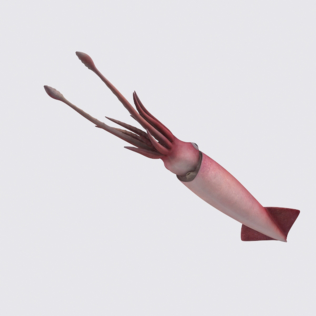 squid 3d model