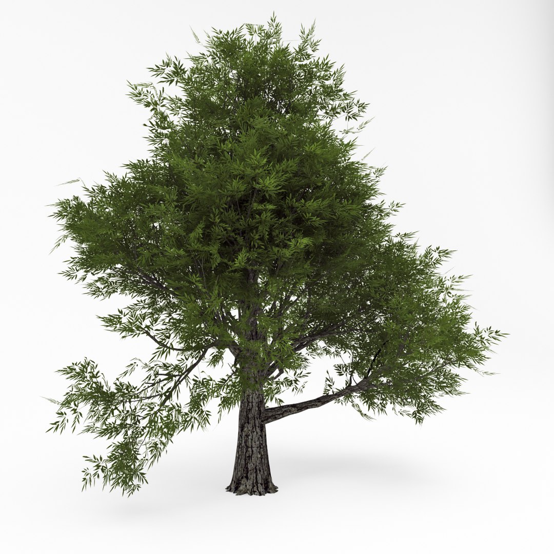 deciduous 03 3d model