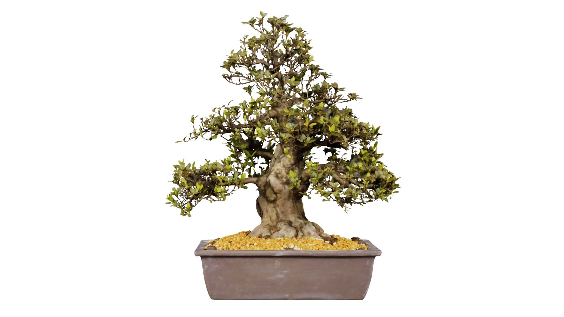 Satsuki Choyo Bonsai Tree Remastered 3D Model - TurboSquid 2363111