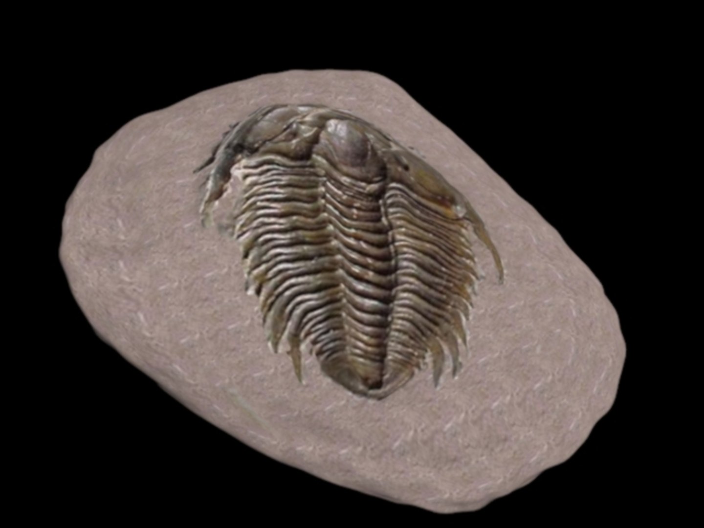 3d Model Fossil Trilobite