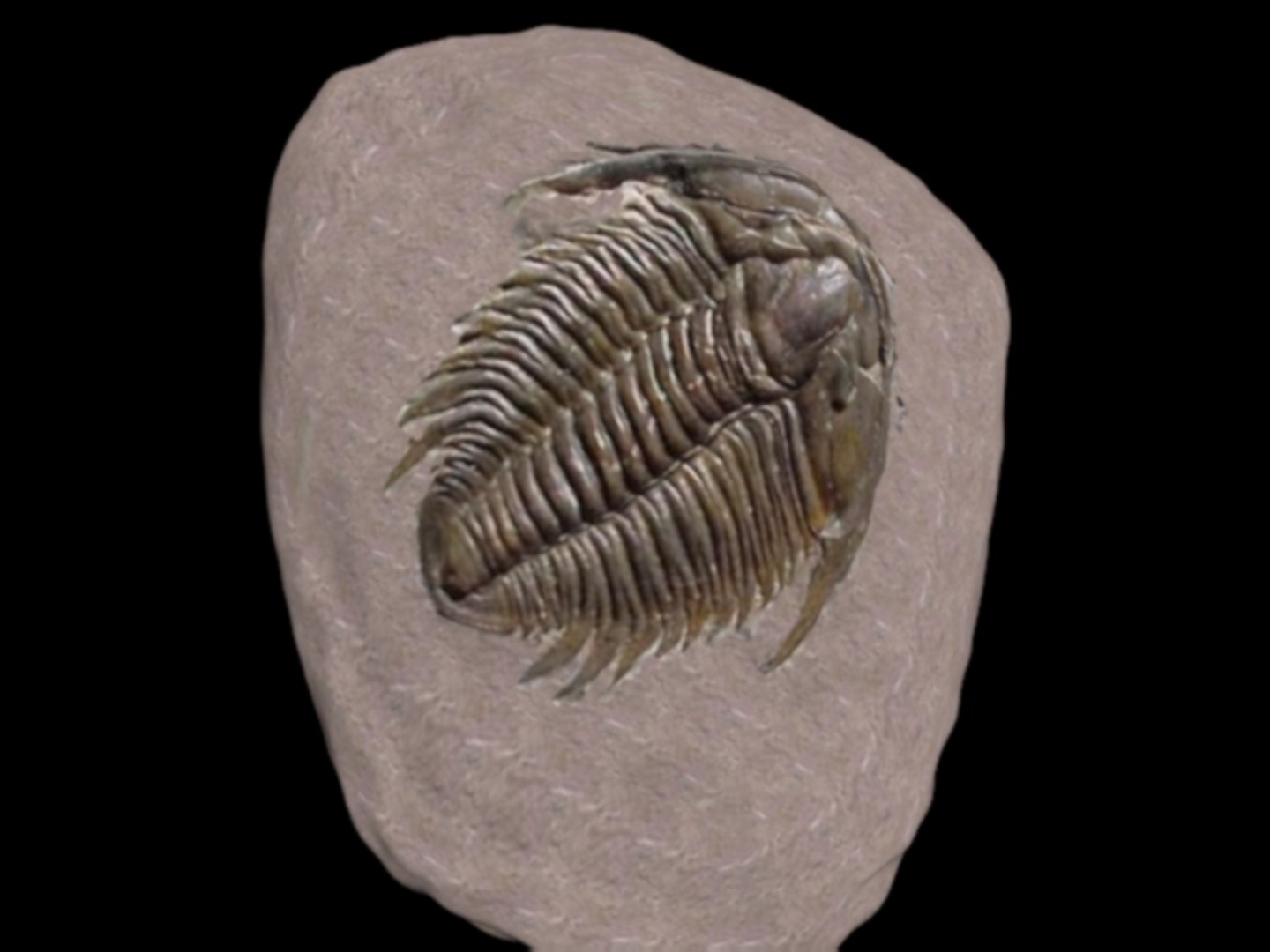 3d Model Fossil Trilobite