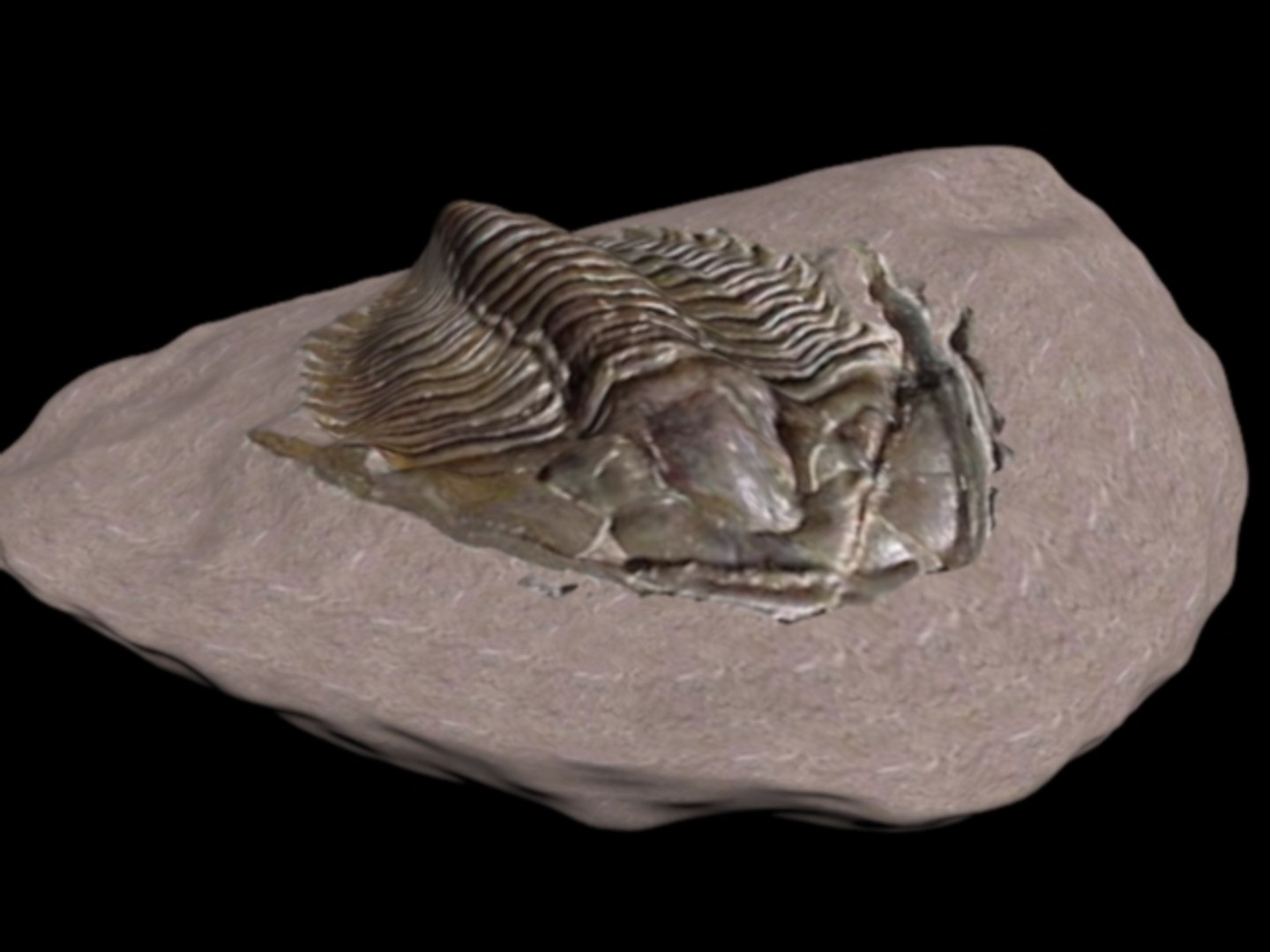 3d Model Fossil Trilobite