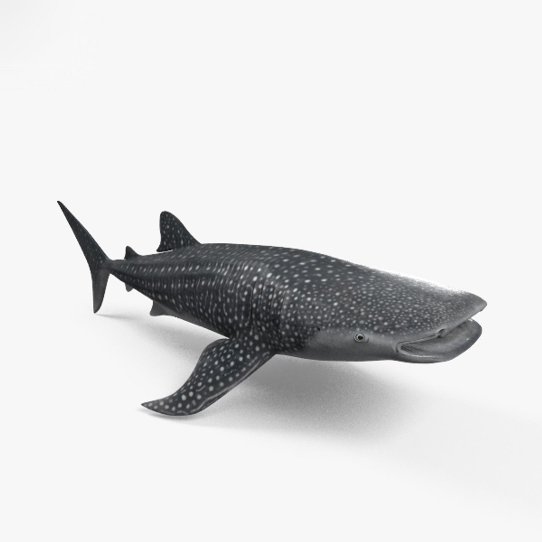 Whale Shark 3D Model - TurboSquid 1361150