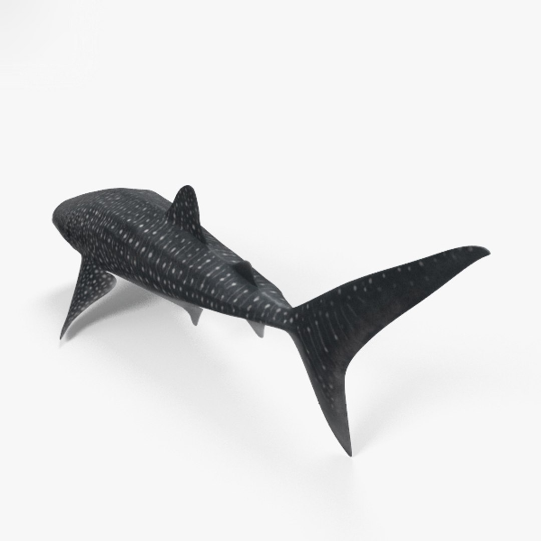 Whale Shark 3D Model - TurboSquid 1361150
