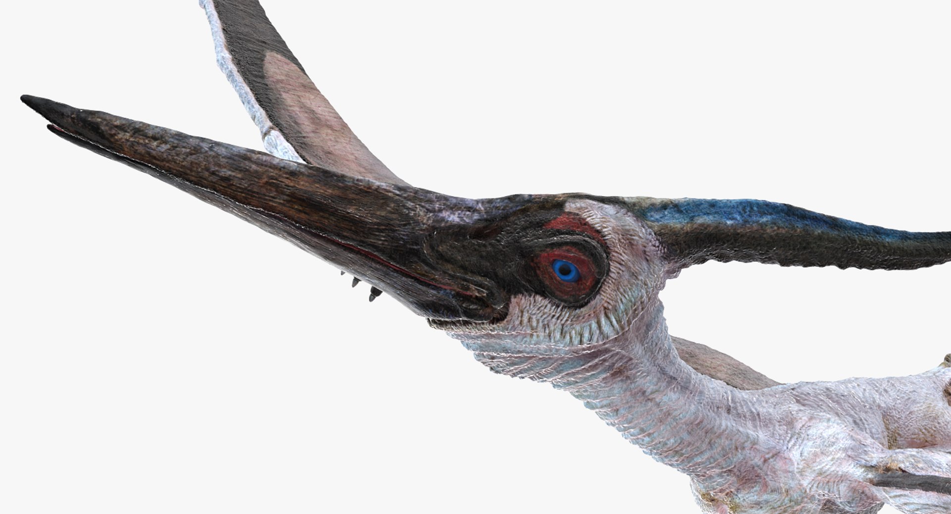 3D Model Pterosaur Pteranodon White Flying - TurboSquid 1387470