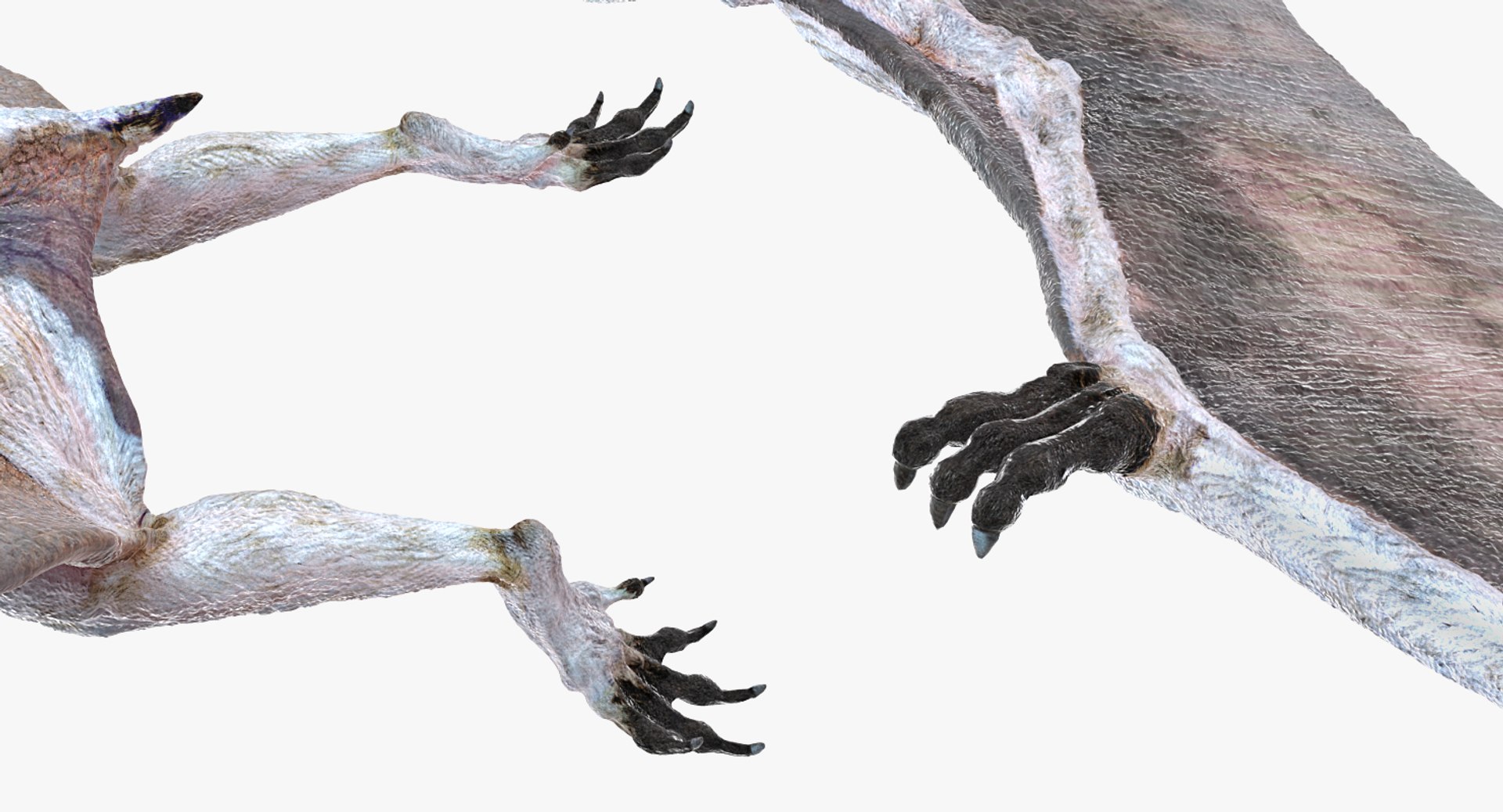 3D Model Pterosaur Pteranodon White Flying - TurboSquid 1387470