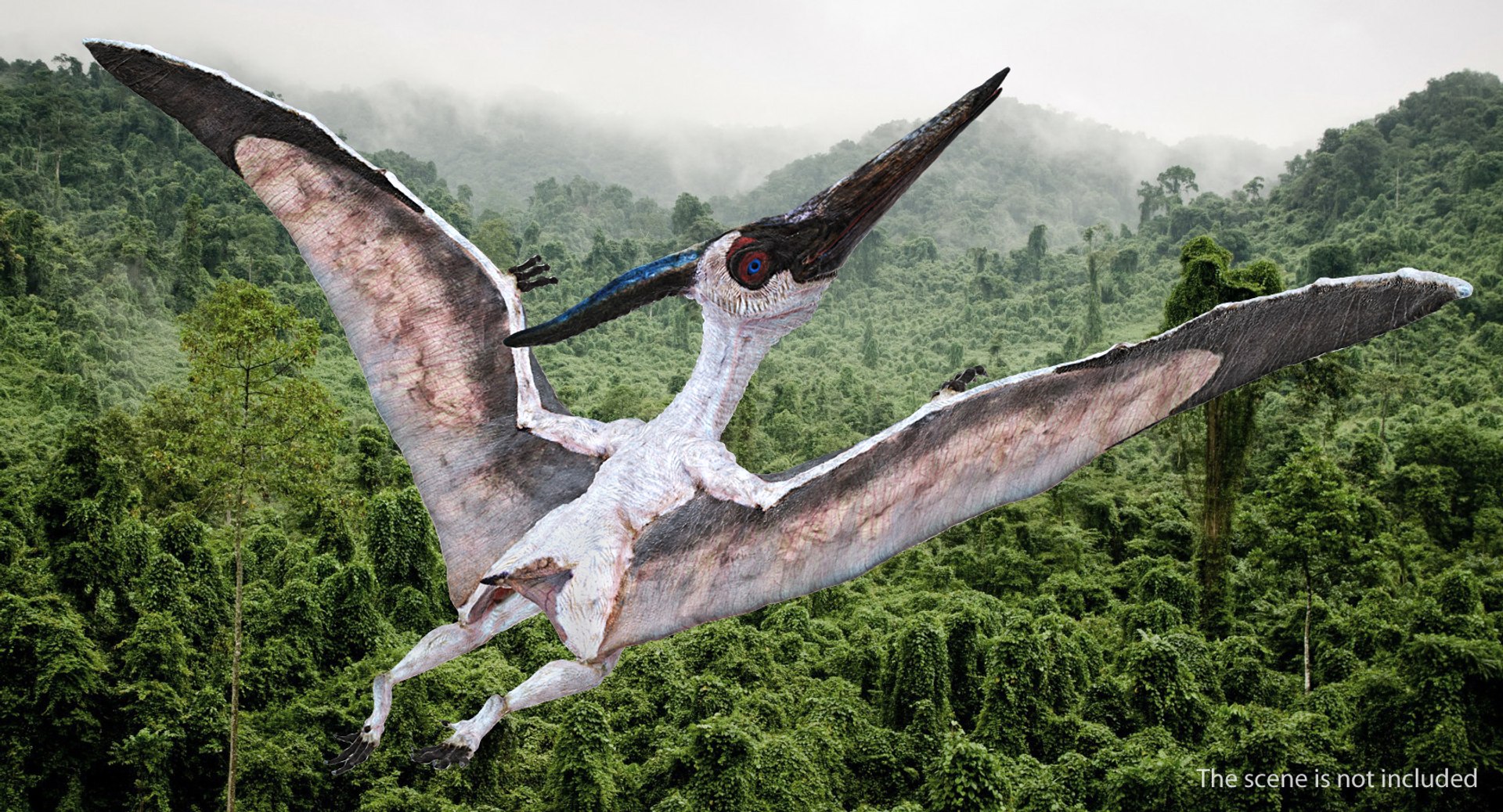 3D Model Pterosaur Pteranodon White Flying - TurboSquid 1387470