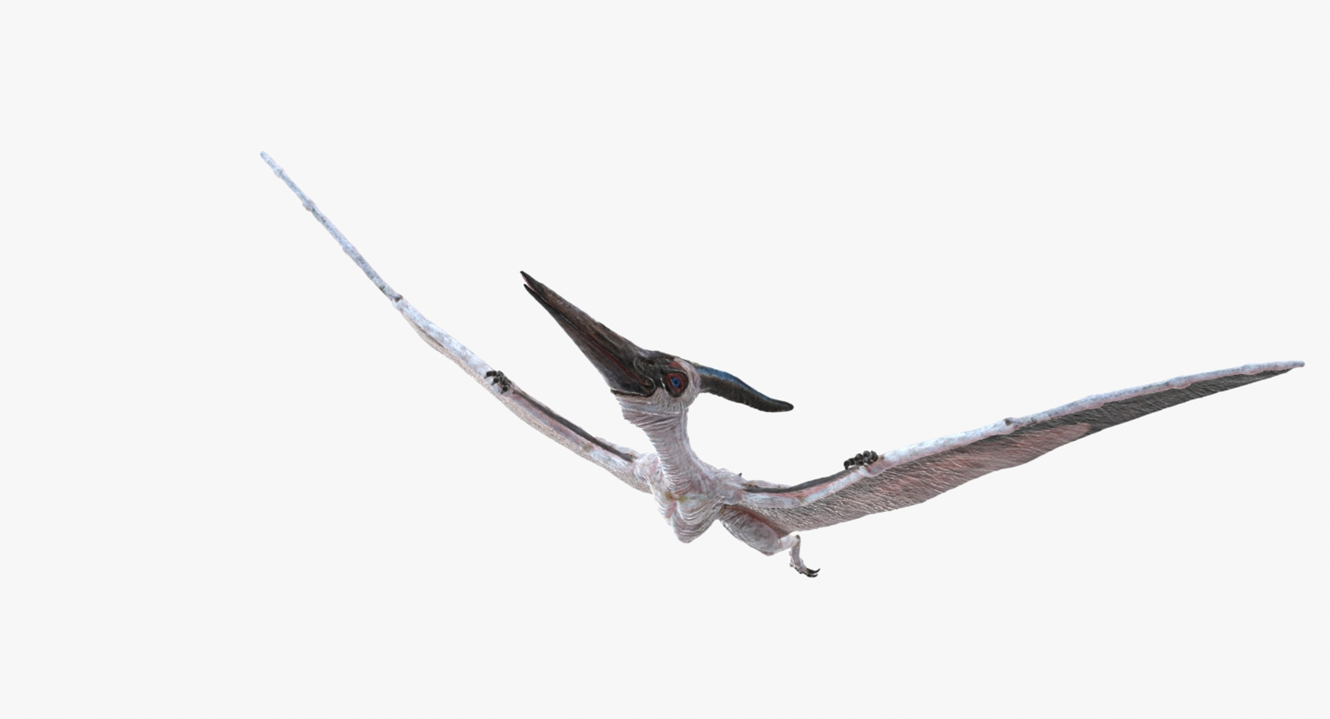 3D Model Pterosaur Pteranodon White Flying - TurboSquid 1387470