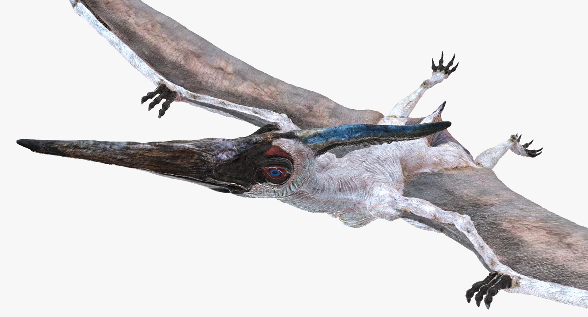 3D Model Pterosaur Pteranodon White Flying - TurboSquid 1387470