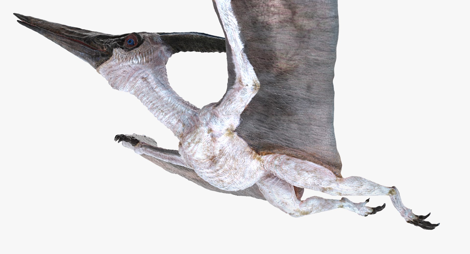 3D Model Pterosaur Pteranodon White Flying - TurboSquid 1387470