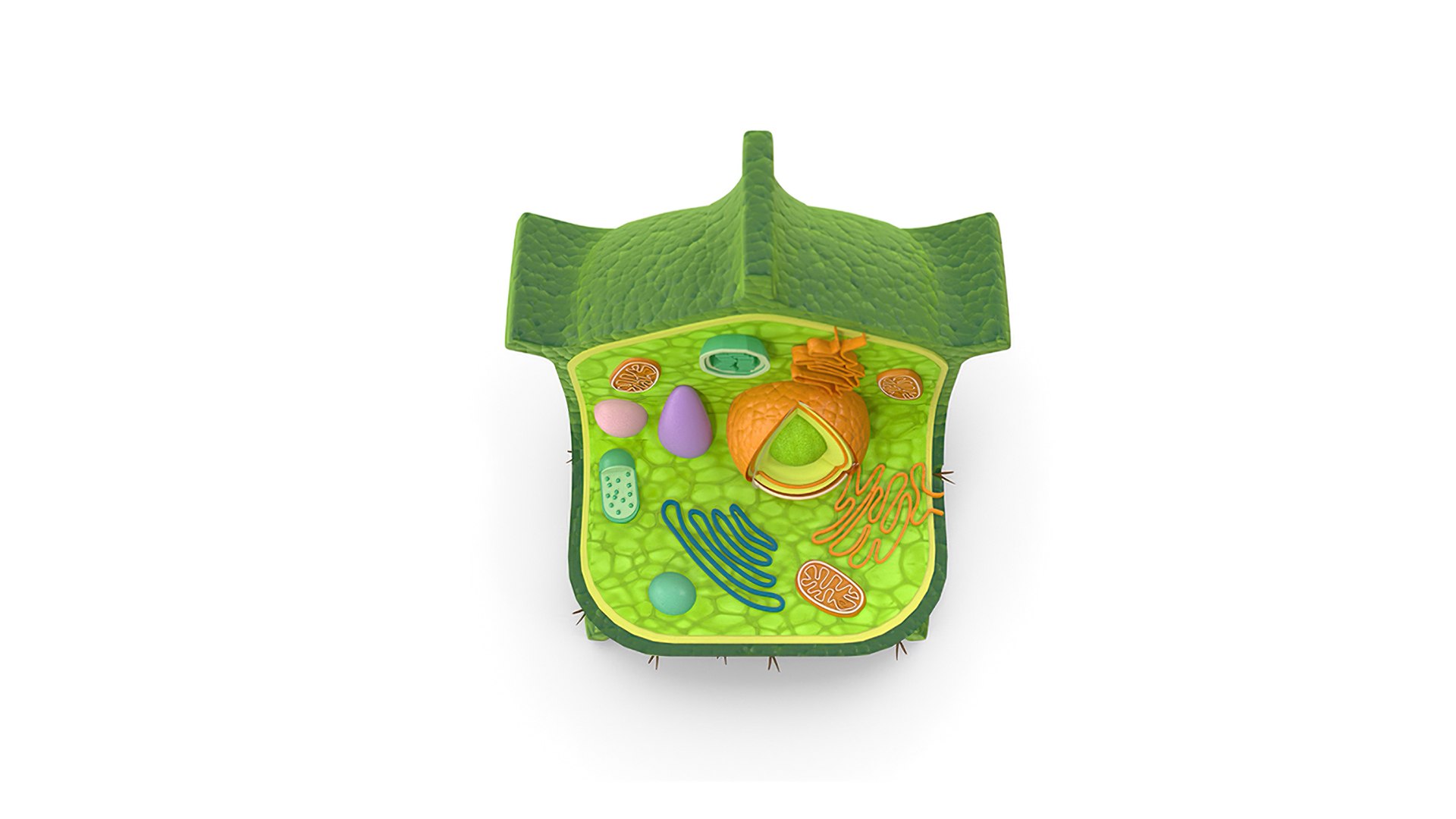 3D Plant Cell Structure - TurboSquid 2225448