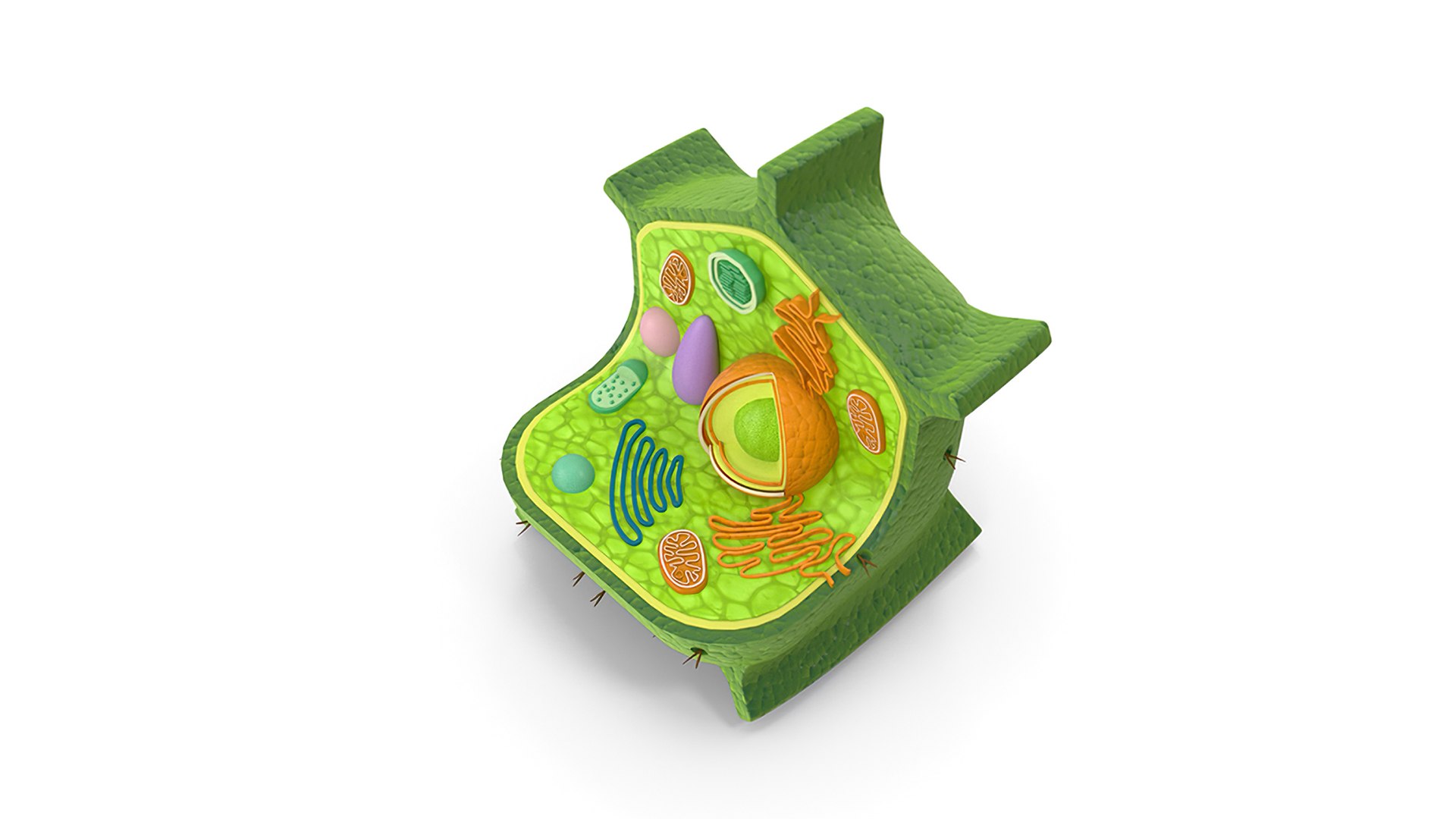 3D Plant Cell Structure - TurboSquid 2225448