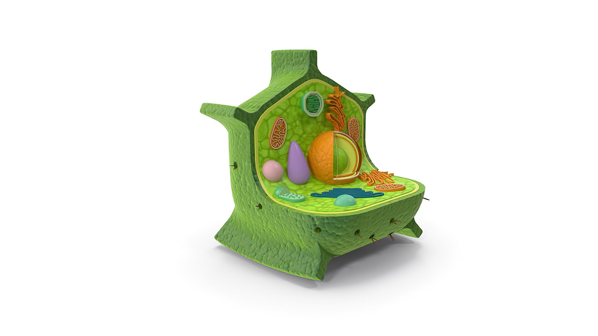 3D Plant Cell Structure - TurboSquid 2225448