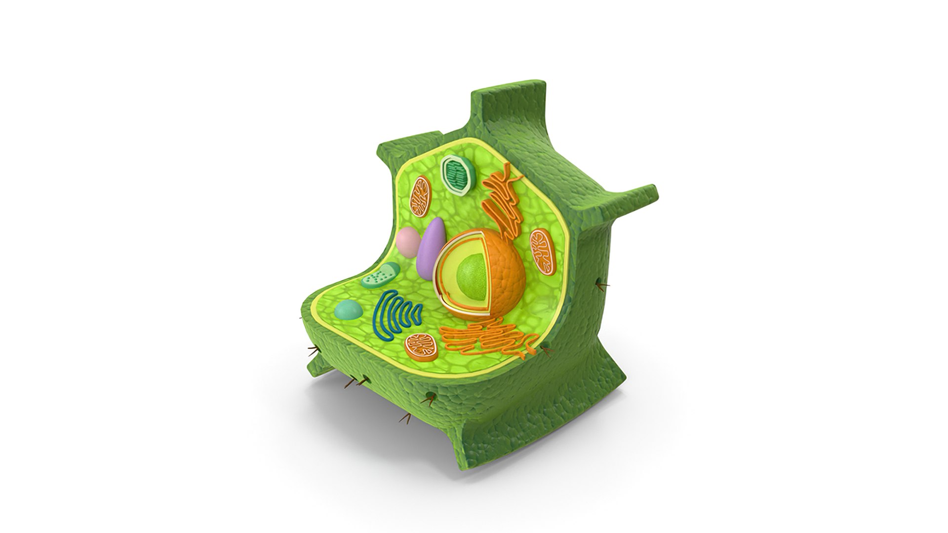 3D Plant Cell Structure - TurboSquid 2225448