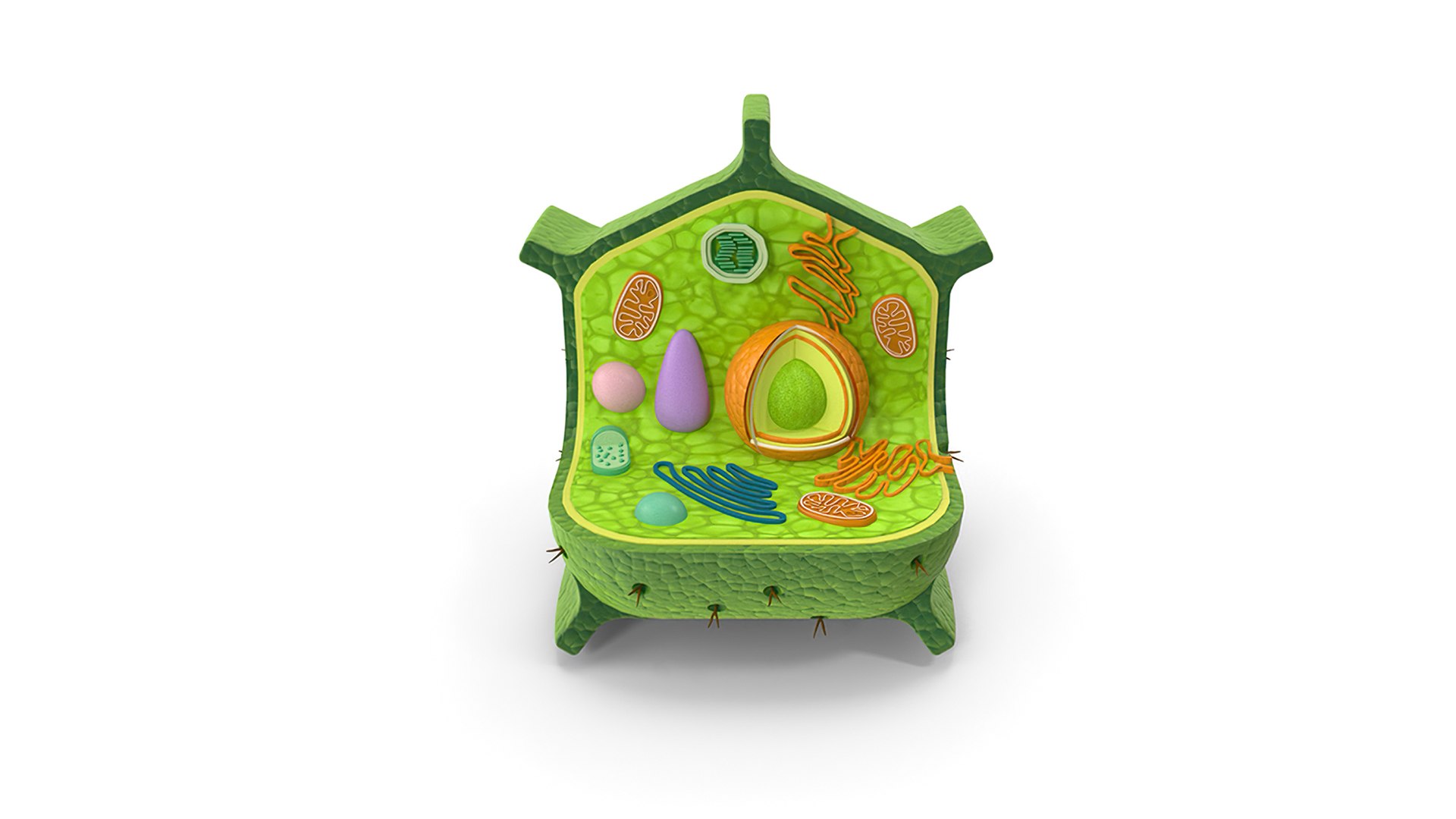 3D Plant Cell Structure - TurboSquid 2225448
