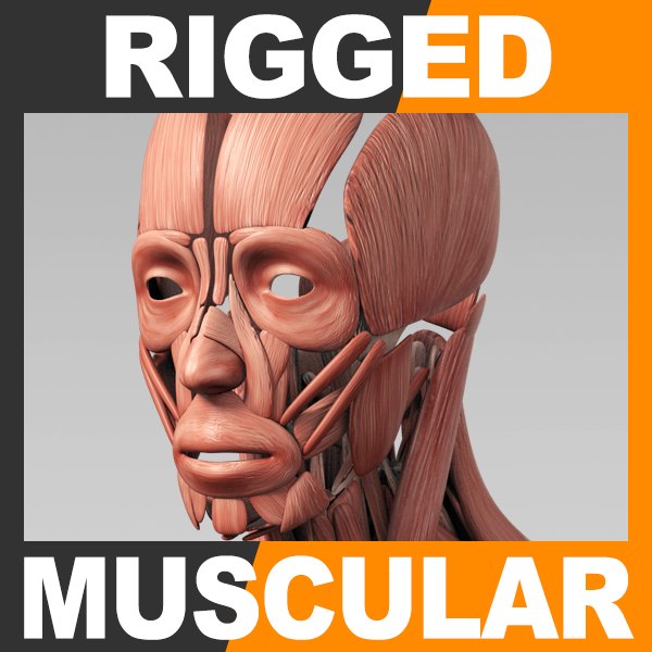 3d rigged human muscular muscles model