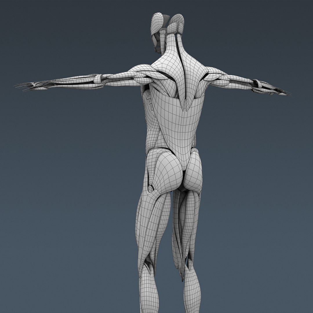 3d Rigged Human Muscular Muscles Model