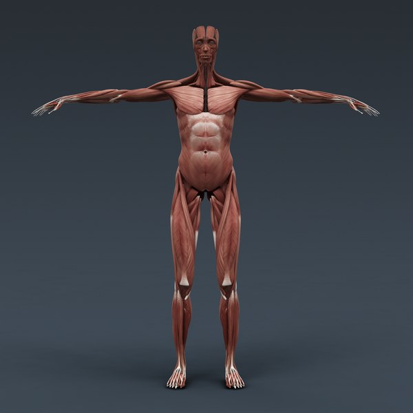 3d rigged human muscular muscles model