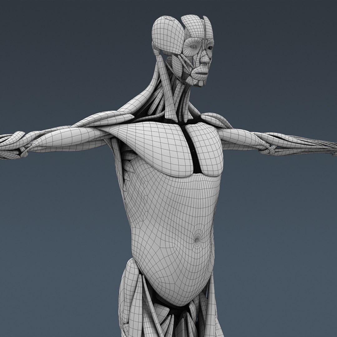 3d Rigged Human Muscular Muscles Model
