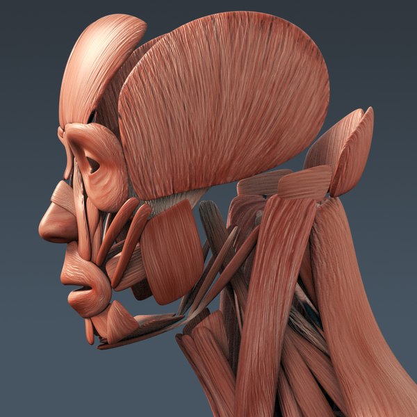 3d rigged human muscular muscles model