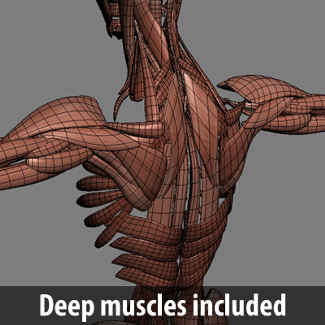 3d Rigged Human Muscular Muscles Model