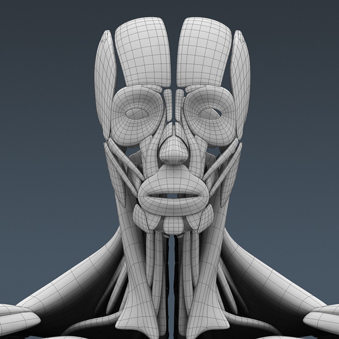 3d Rigged Human Muscular Muscles Model
