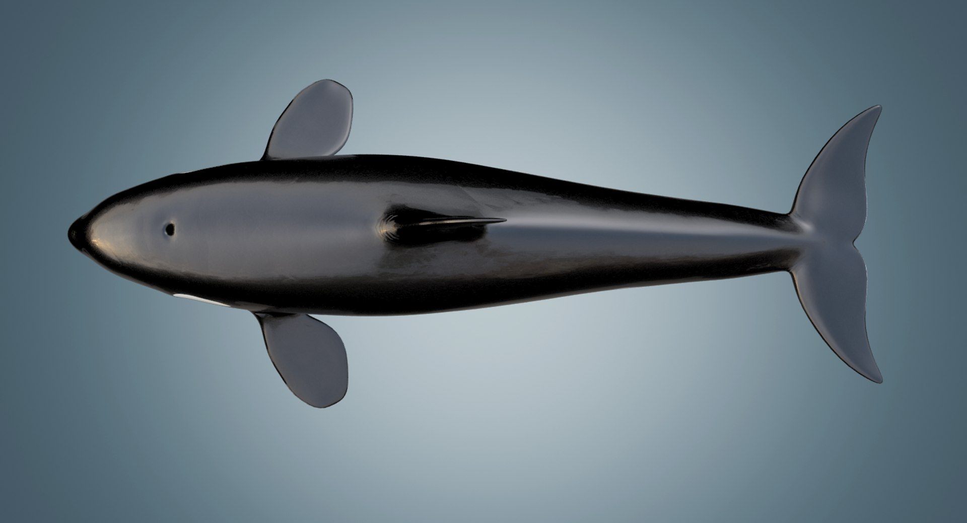 Realistic Killer Whale Orca 3d Max