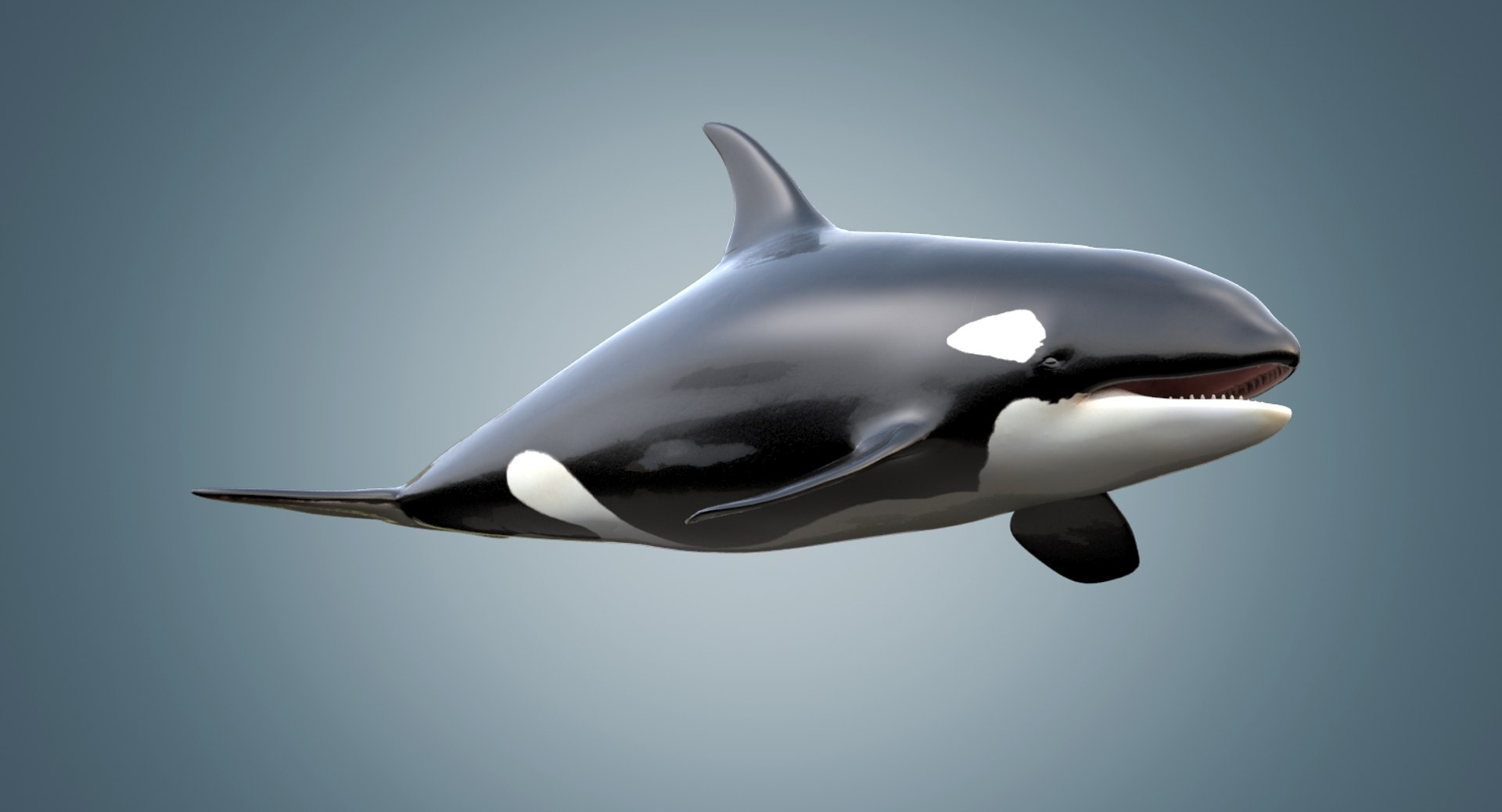Realistic Killer Whale Orca 3d Max