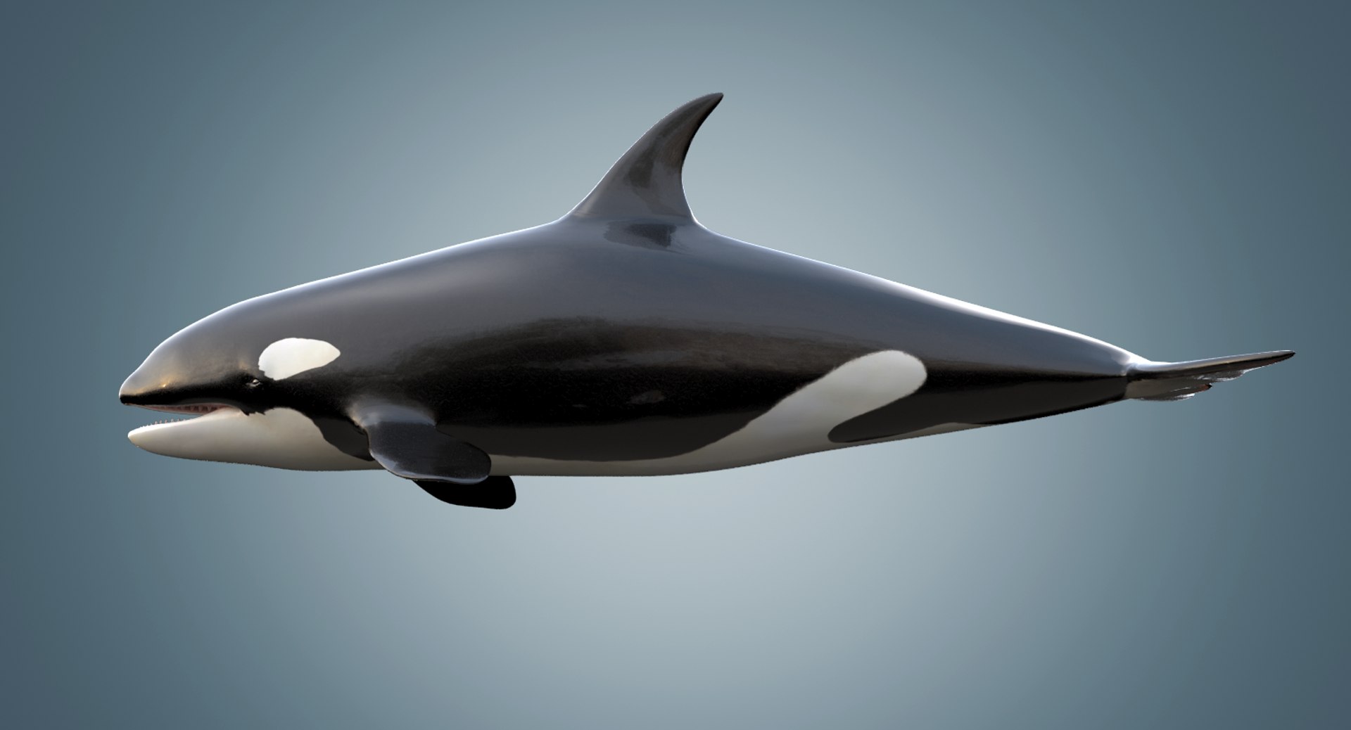 Realistic Killer Whale Orca 3d Max