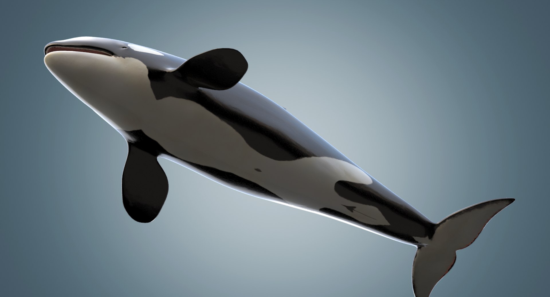 Realistic Killer Whale Orca 3d Max