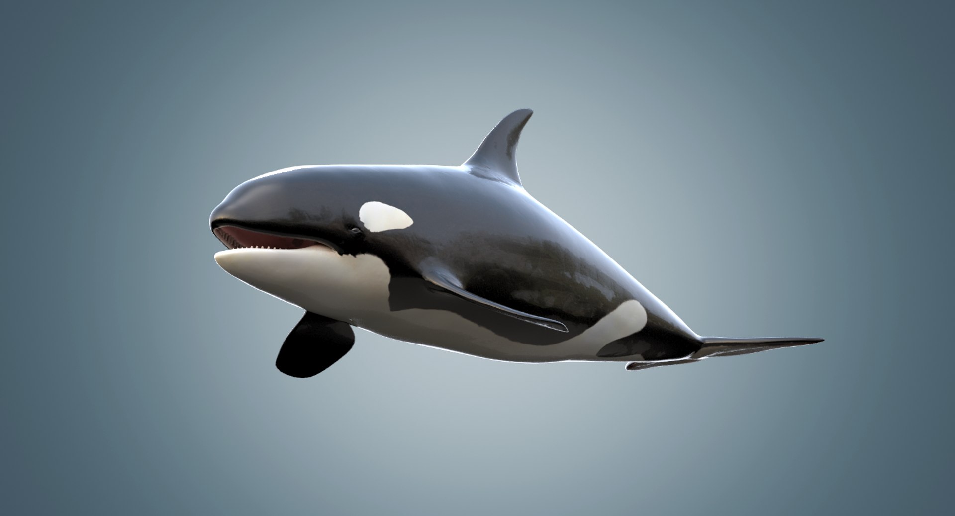 Realistic Killer Whale Orca 3d Max