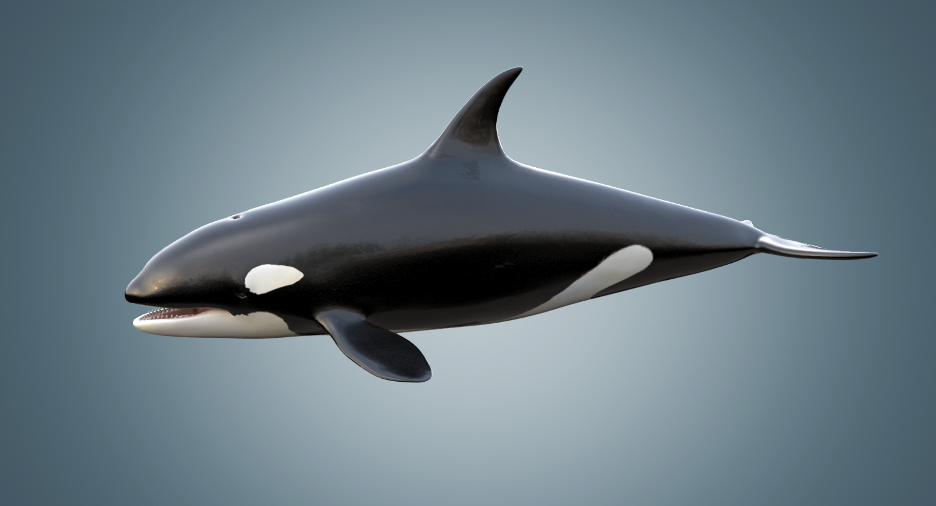 Realistic Killer Whale Orca 3d Max