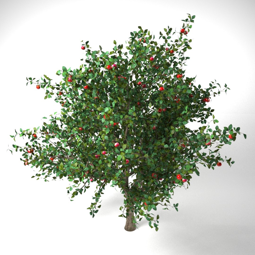 Apple Tree 5 Model - TurboSquid 1195324