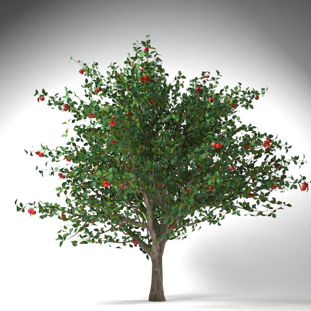 Apple Tree 5 Model - TurboSquid 1195324