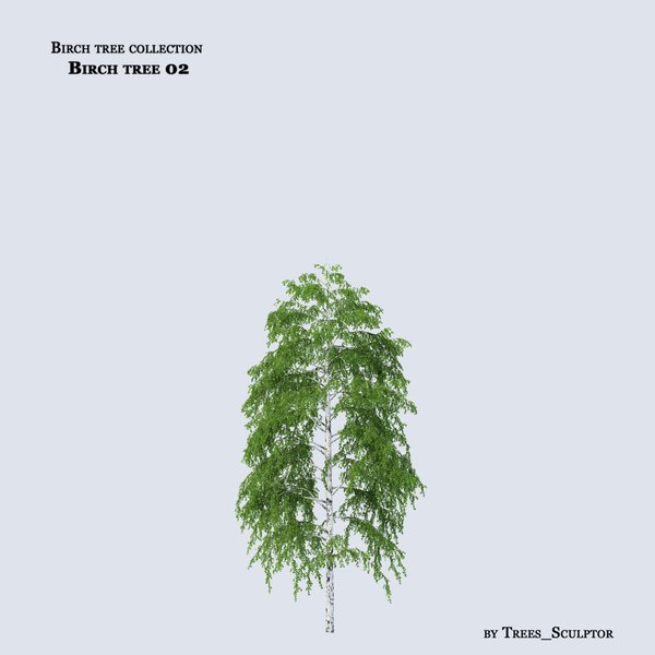 birch tree max
