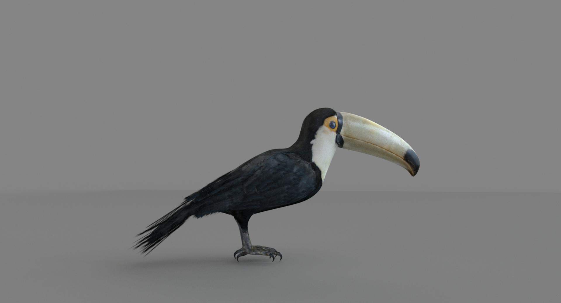 3D Realistic Toucan Model - TurboSquid 1306034