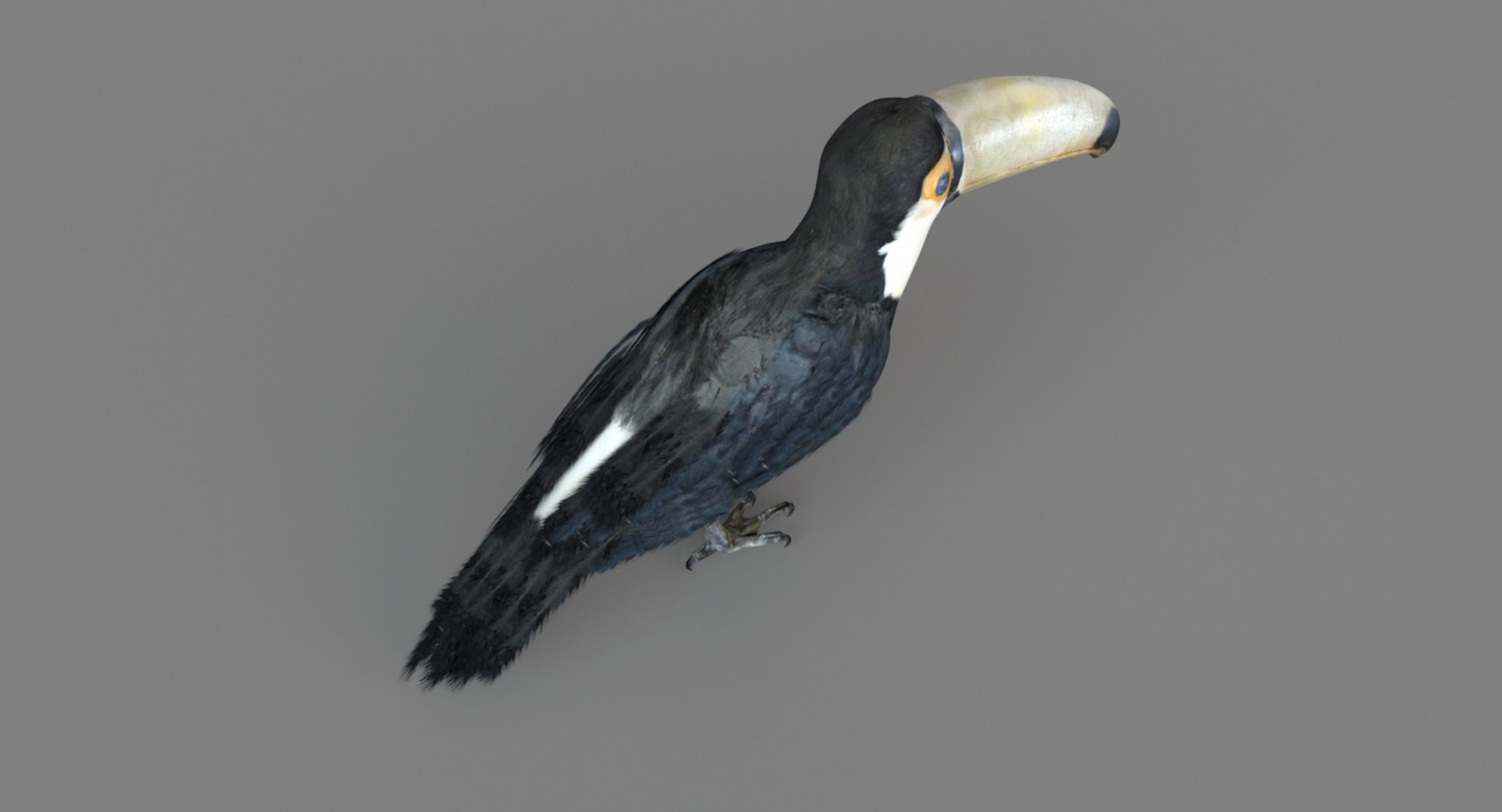 3D Realistic Toucan Model - TurboSquid 1306034