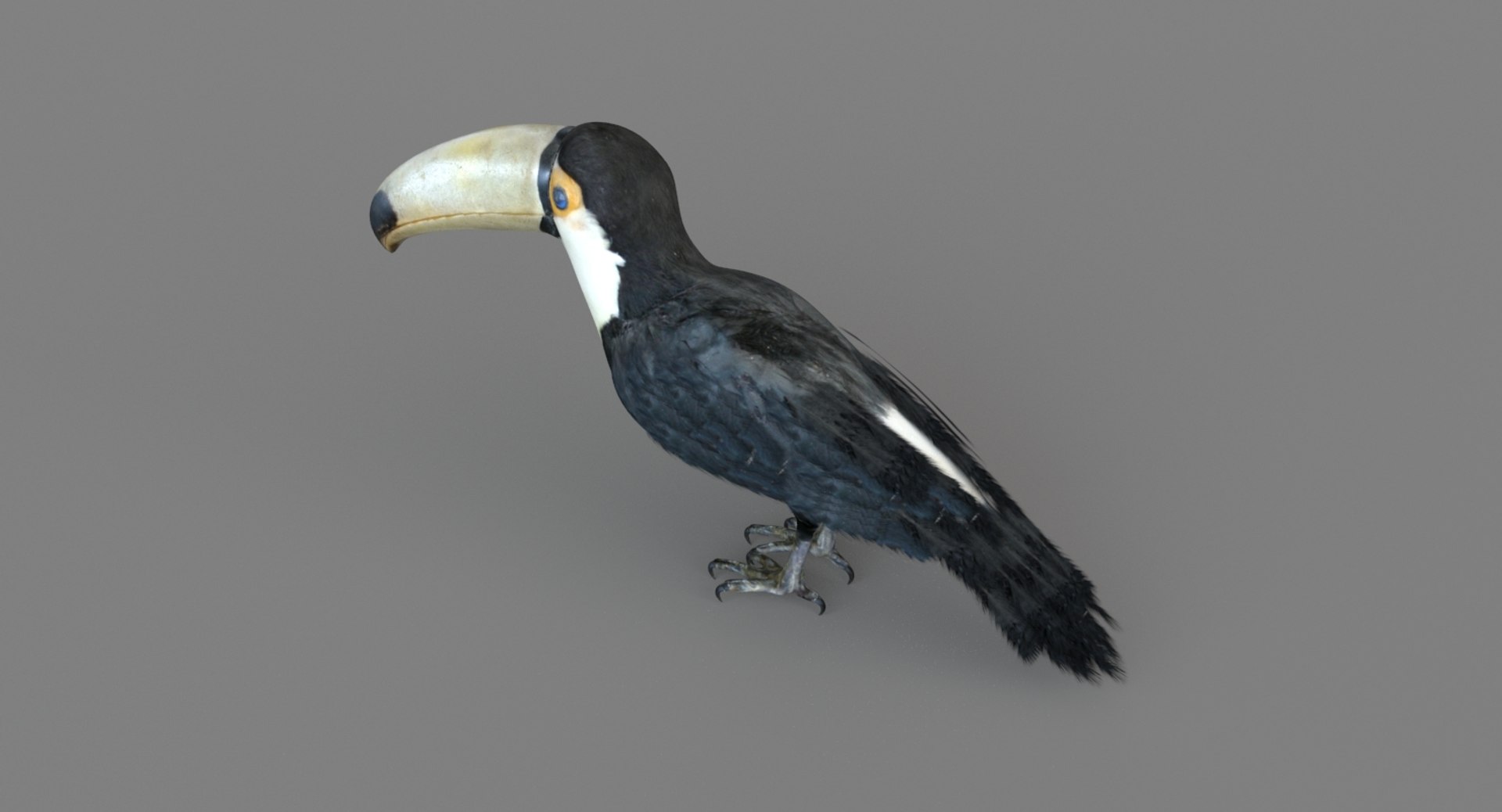 3D Realistic Toucan Model - TurboSquid 1306034