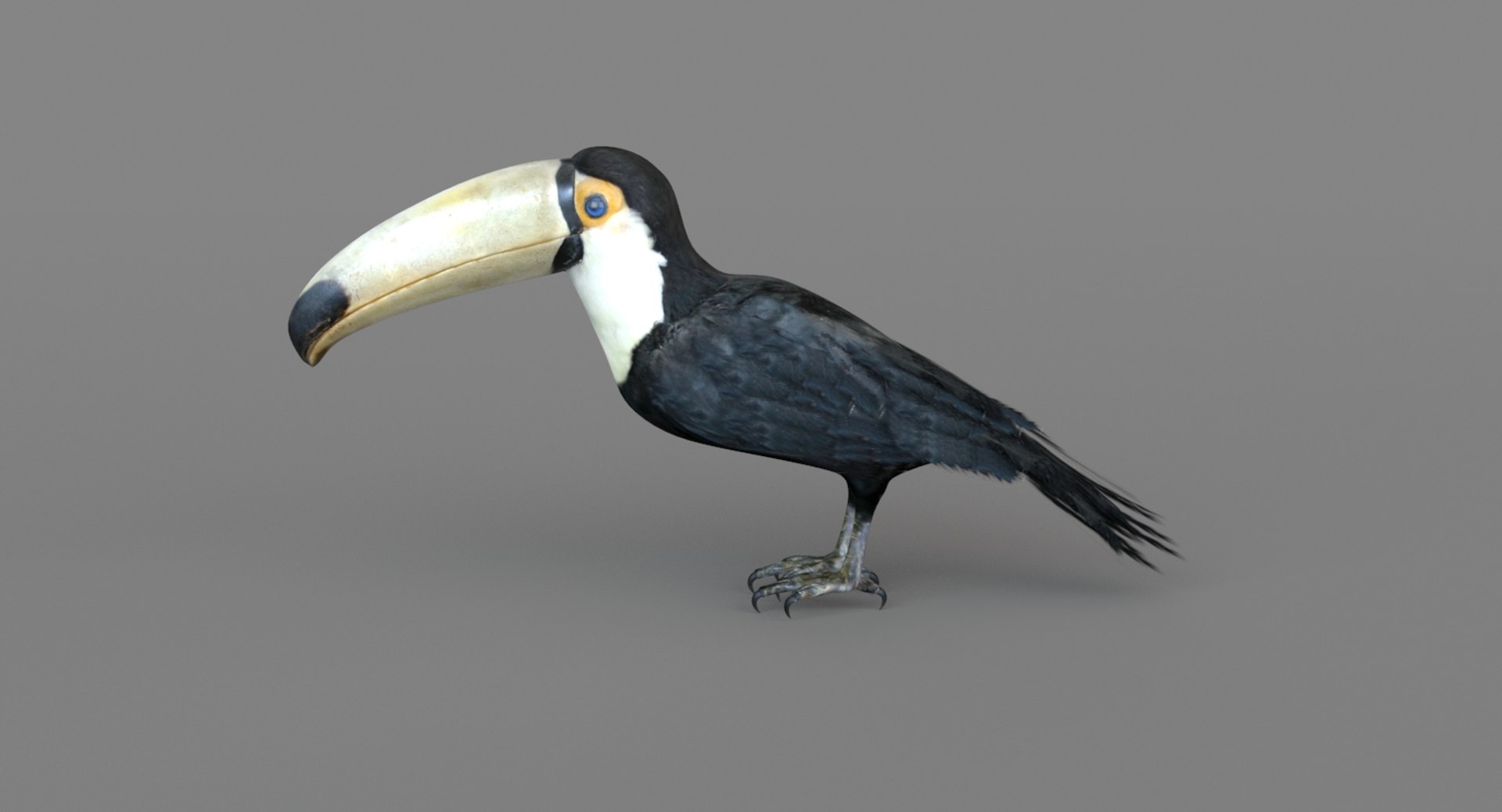 3D Realistic Toucan Model - TurboSquid 1306034