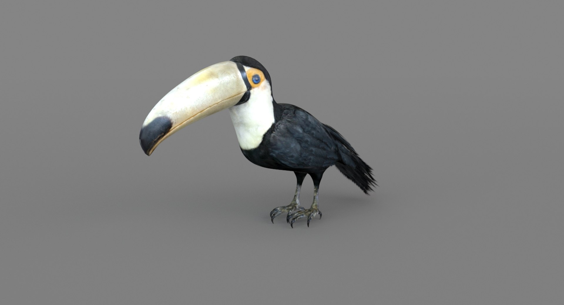 3D Realistic Toucan Model - TurboSquid 1306034
