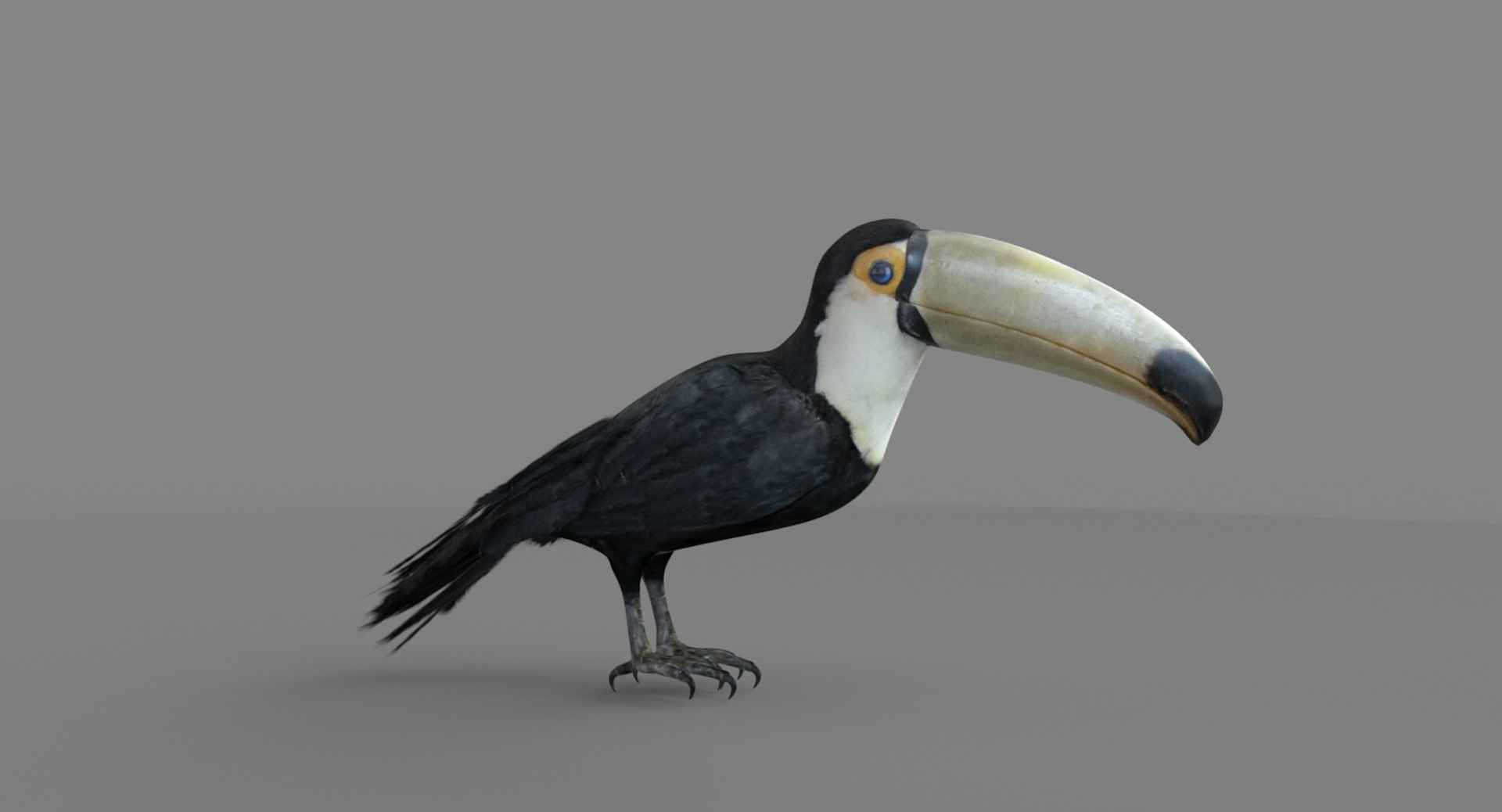 3D Realistic Toucan Model - TurboSquid 1306034