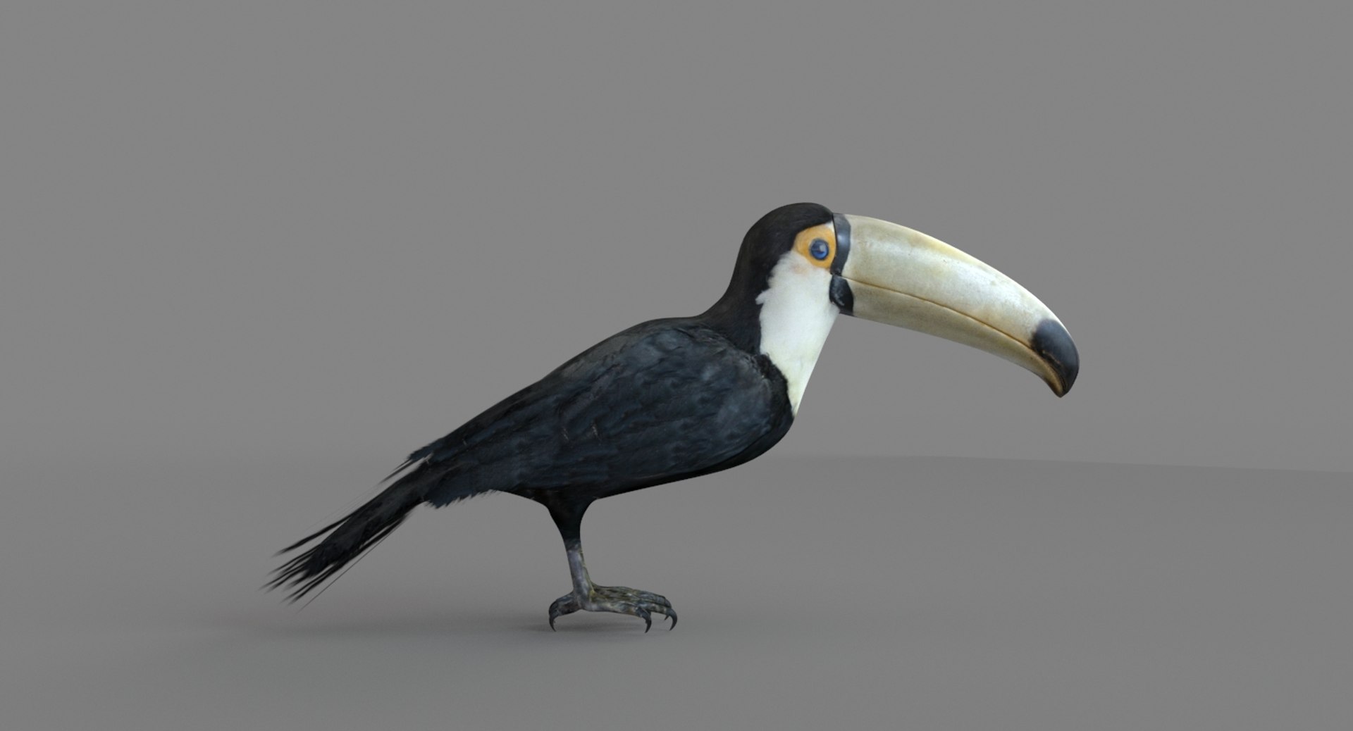 3D Realistic Toucan Model - TurboSquid 1306034