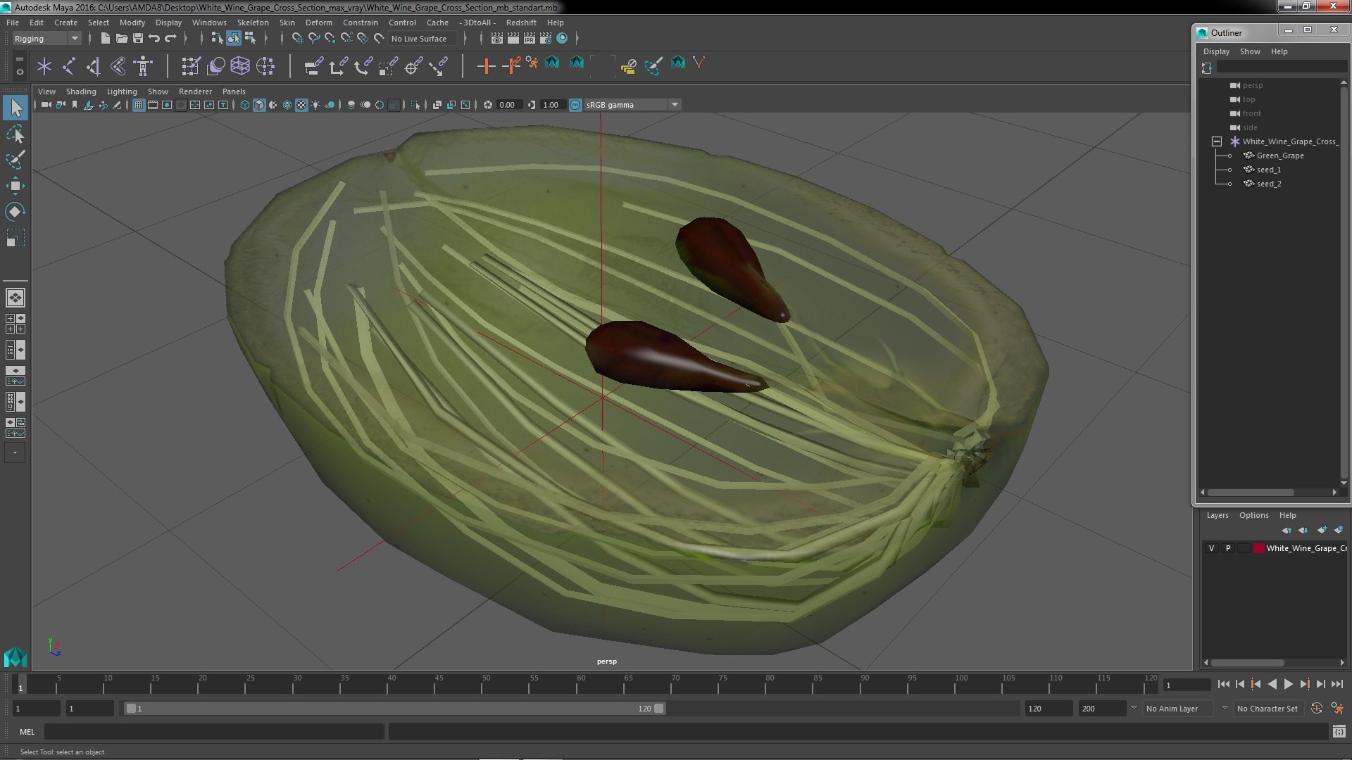 3D White Wine Grape Cross Section - TurboSquid 2128348