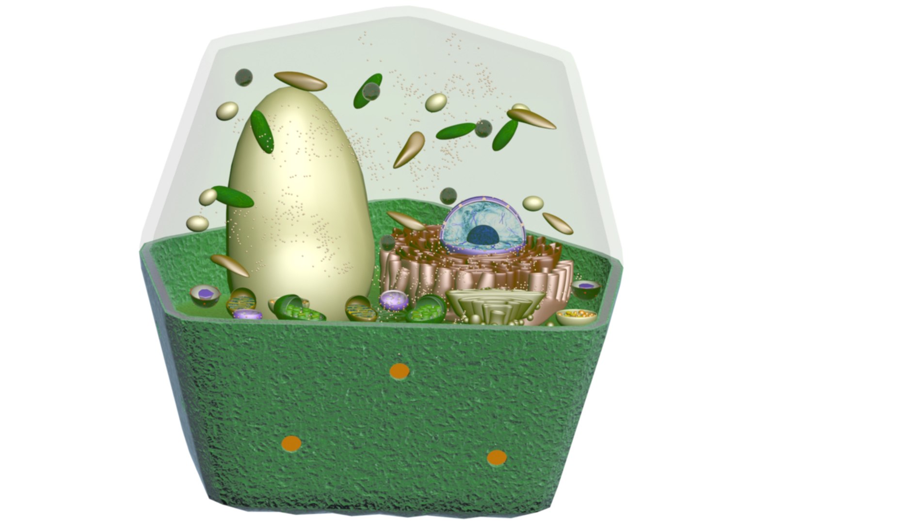 Plant Cell 3D Model - TurboSquid 2240620