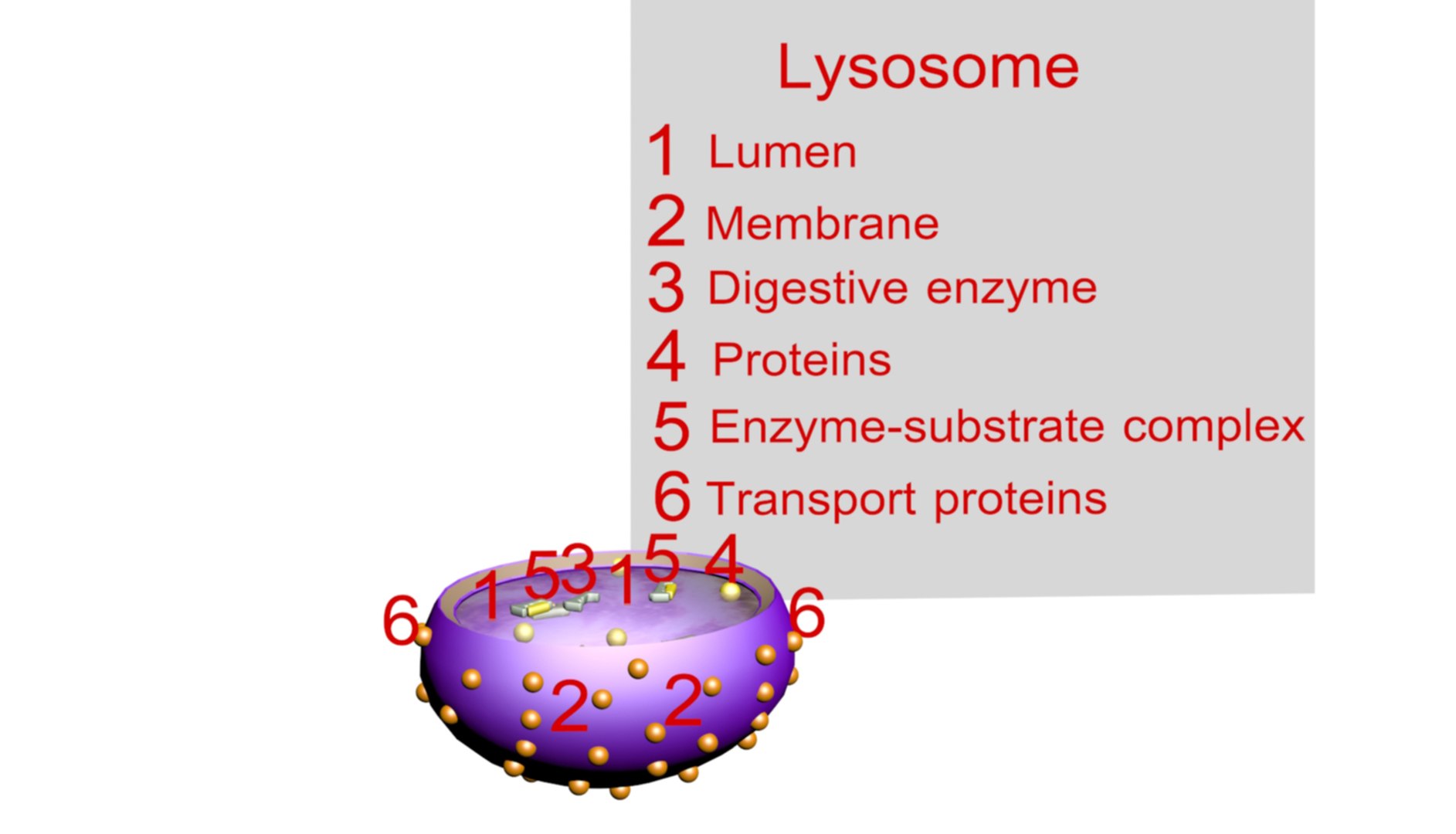 Plant Cell 3D Model - TurboSquid 2240620
