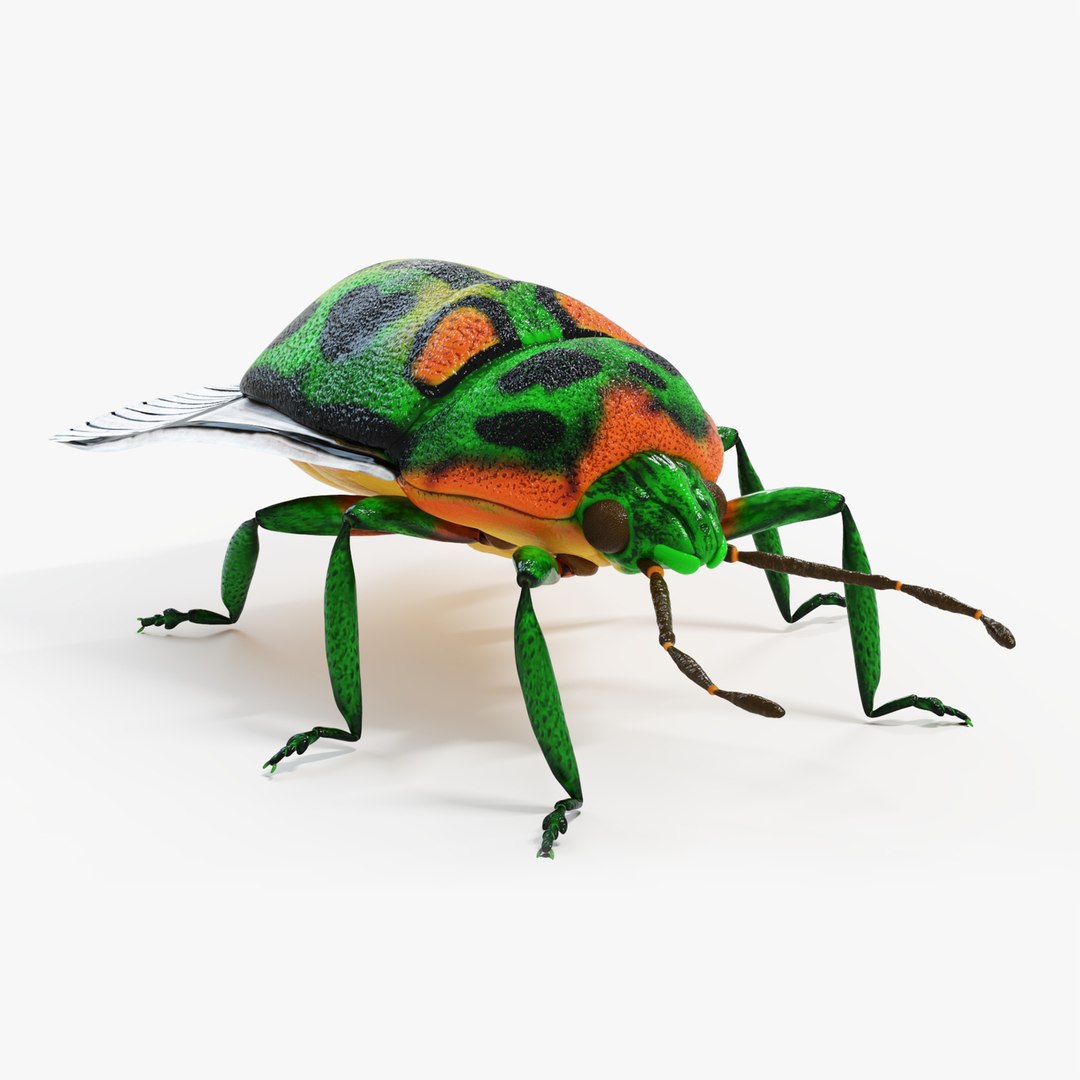 3D Scutelleridae Static model - TurboSquid 2070150